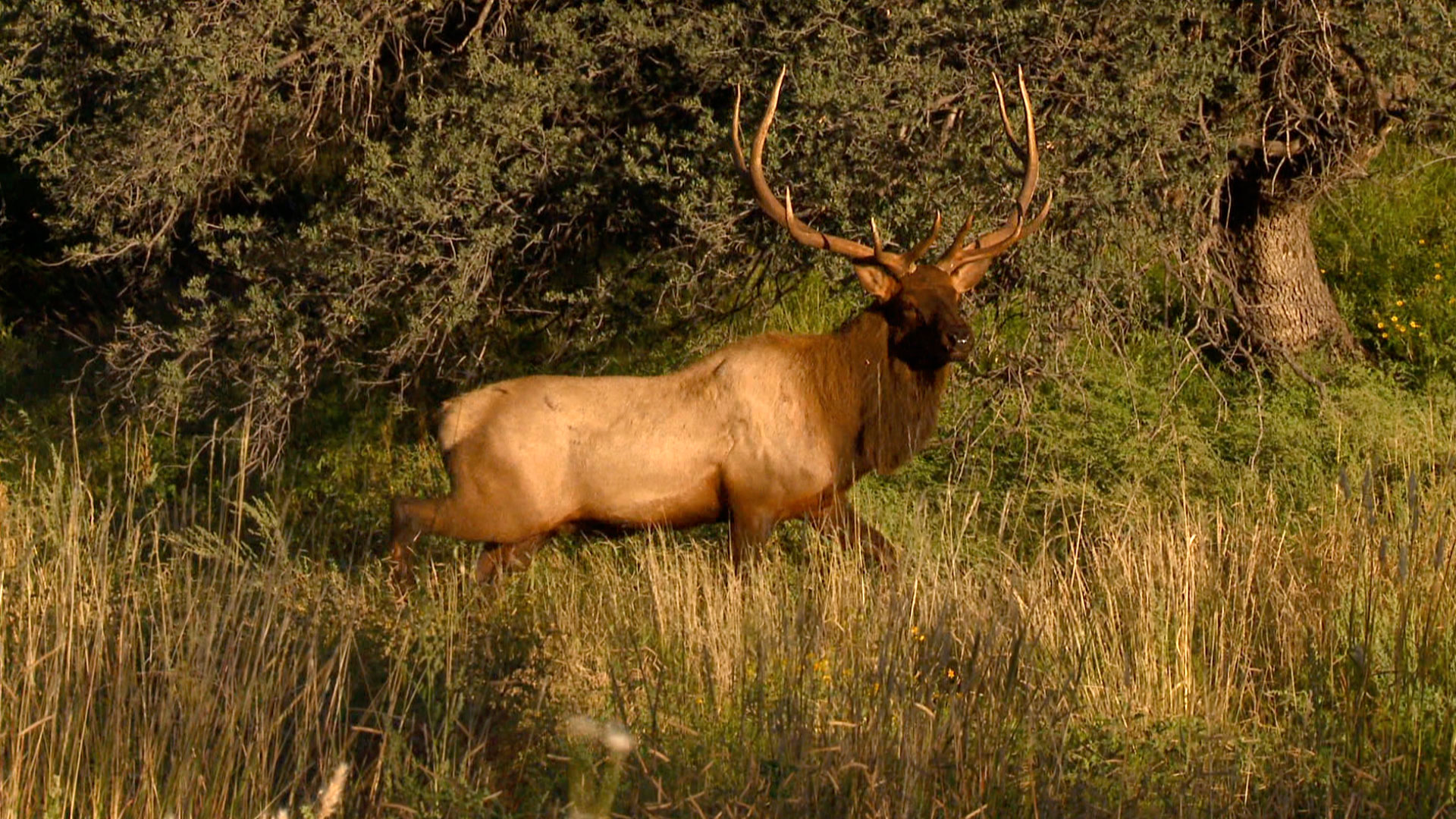 NRA Women | Tips for Hunting Elk with Decoys