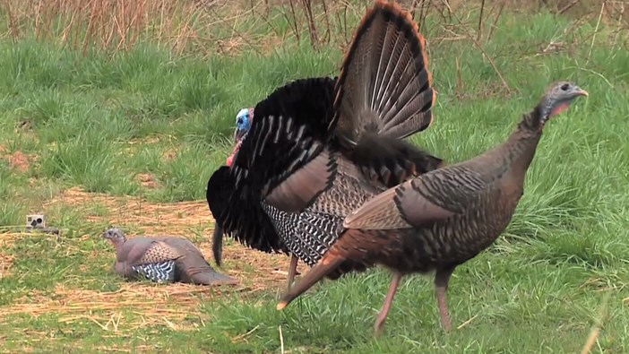 NRA Women | Top Tips for Filming Your Turkey Hunt