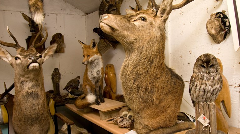 Cool Outdoor Job: Taxidermist | NRA Family